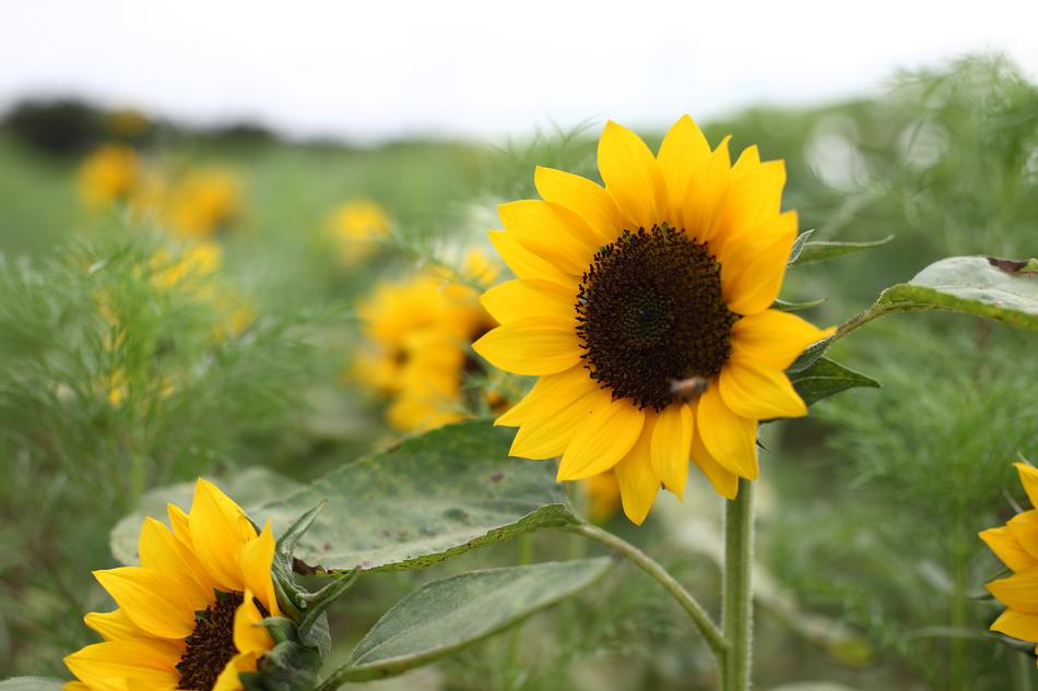 Sunflower Flowers scenery free image download