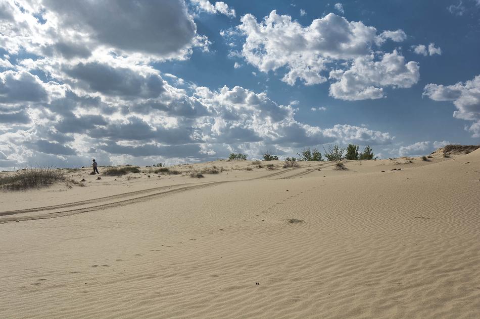 Sand beach trees free image download