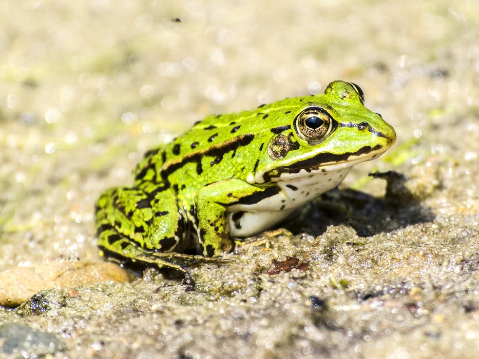 Frog Water Amphibians free image download