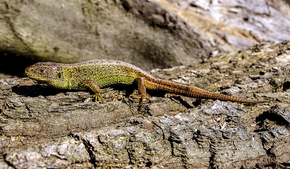Lizard Sand Reptile free image download
