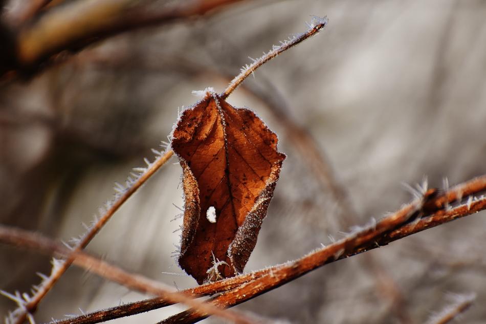 Dry leaf in the cold in winter free image download