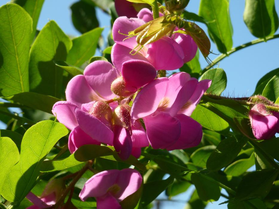 Flower Acacia Pink free image download