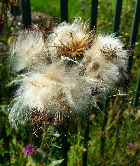 Nature Weeds Wild plants free image download
