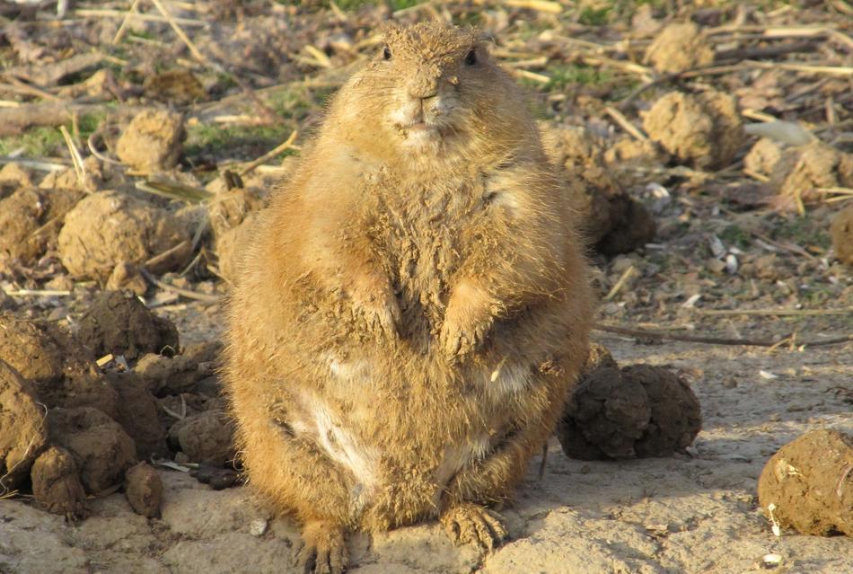 Fat Prairie Dog in Wildlife free image download