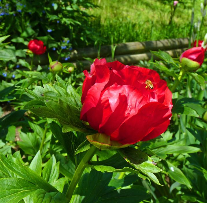 Flower Peony Spring free image download