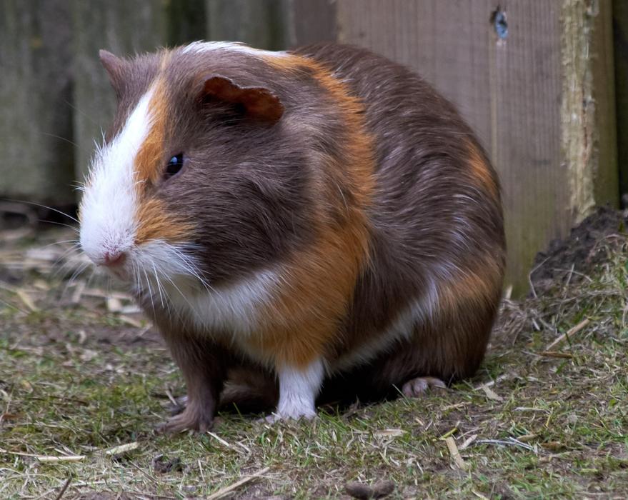 Guinea Pig Rodent Mammals free image download