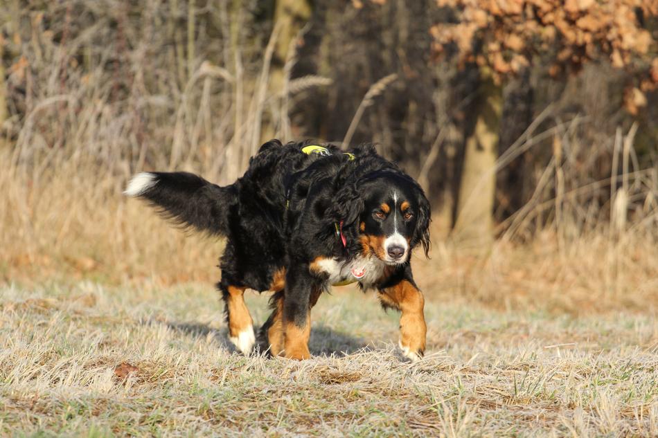 Bernese dog in nature on a sunny day free image download