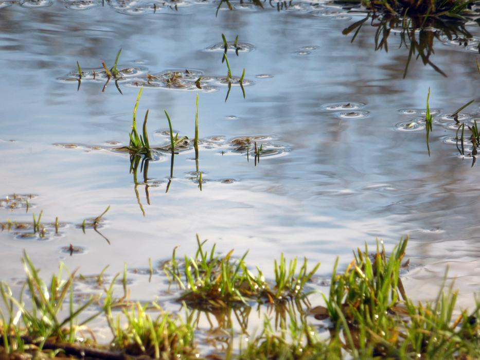 Water Grass Puddle free image download