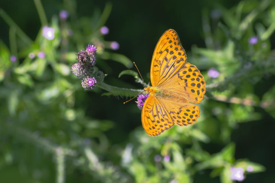 Fritillary Butterflies Butterfly free image download