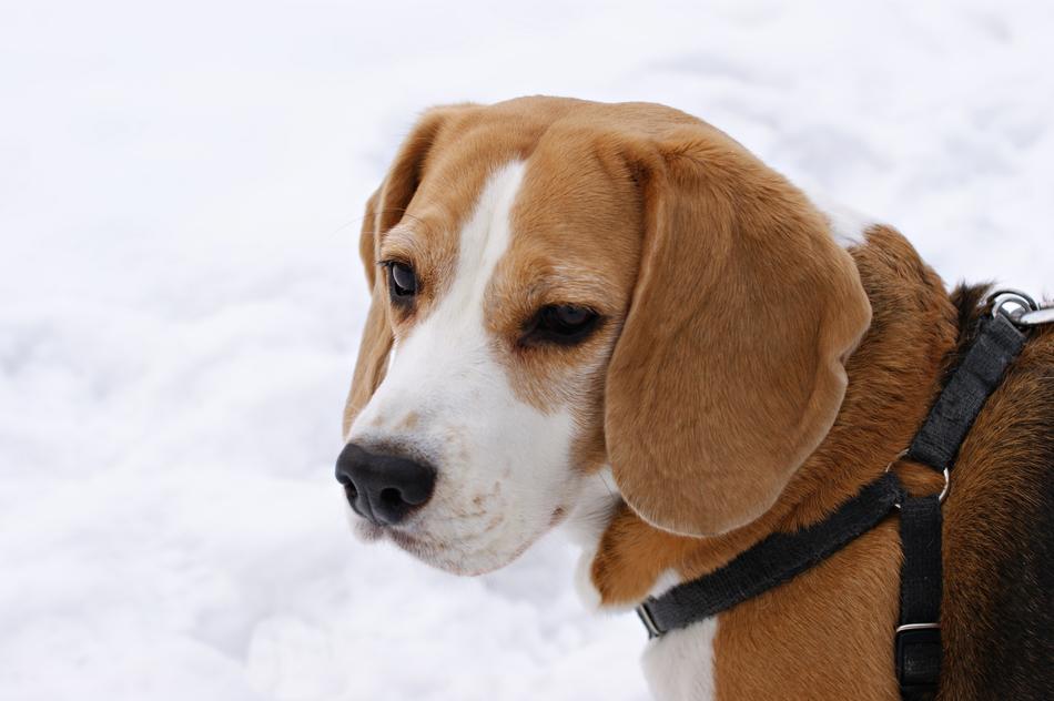 Dog Beagle Winter free image download