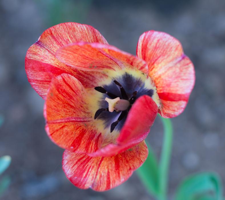 Flower Red Tulip free image download