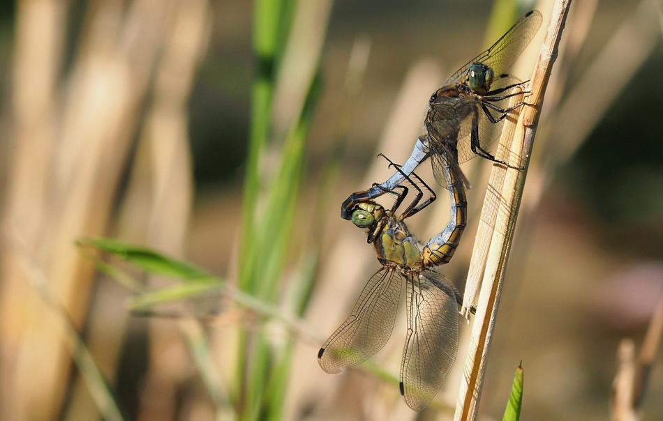 Nature Dragonflies Insects free image download
