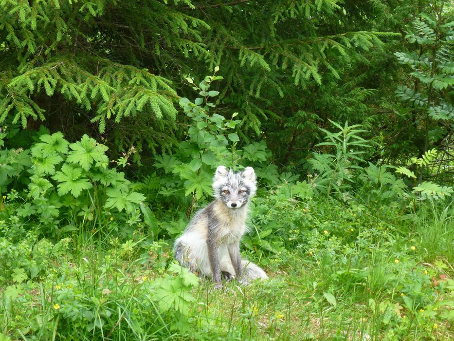 Foxes Silver Fox Predators free image download