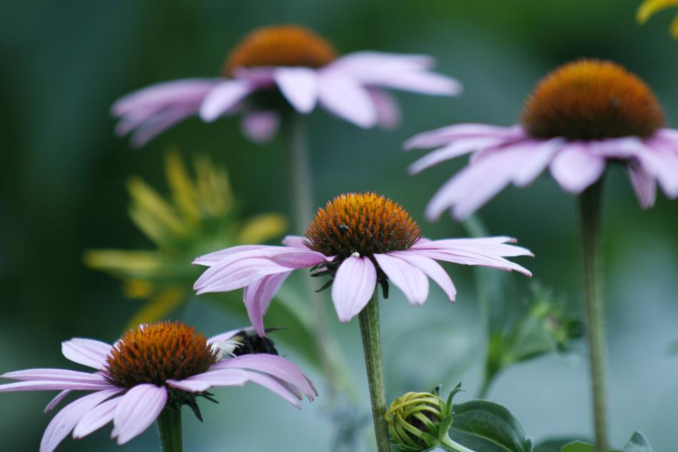 Purple Marguerite Flowers in the garden free image download