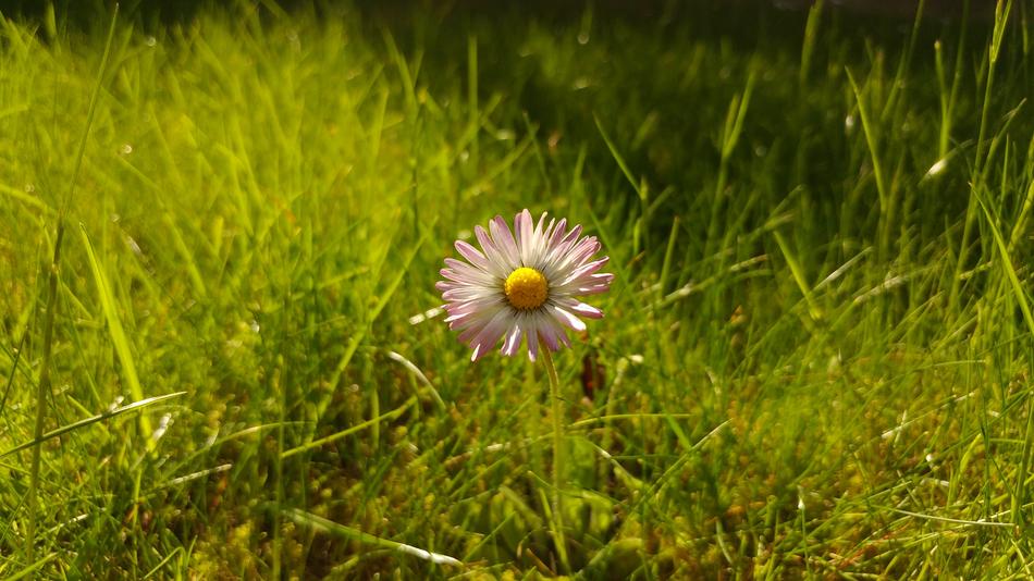 Daisy Flower Grass free image download
