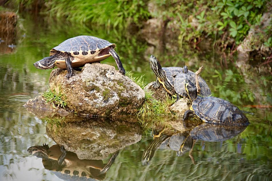 Turtle Pond Nature Water free image download