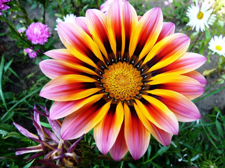 Flower Garden Plant A free image download