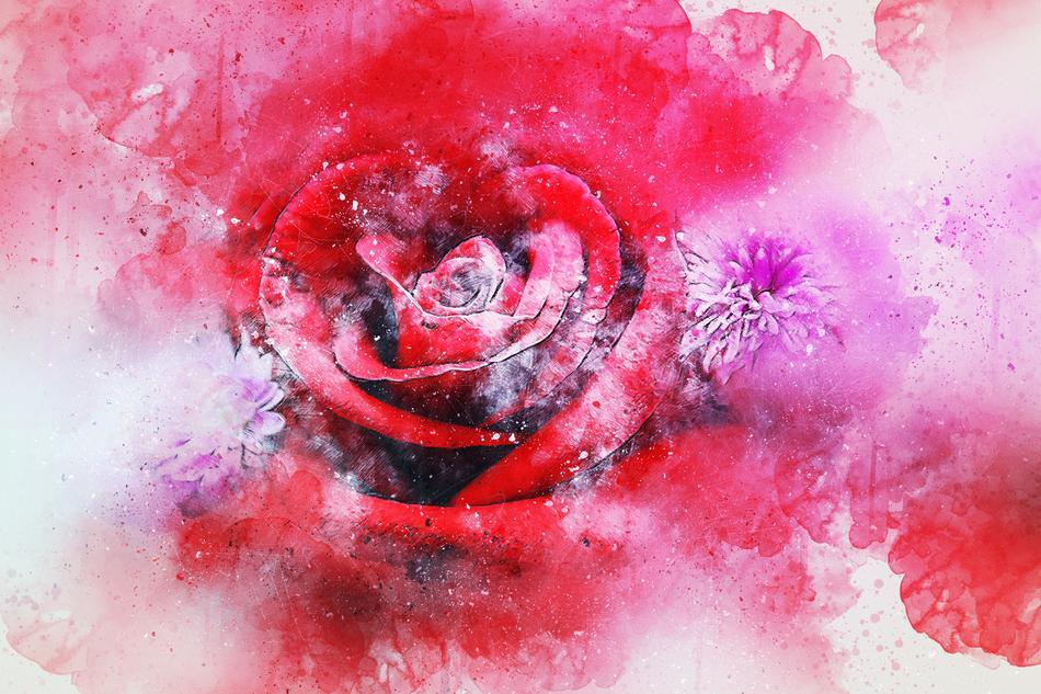 Flowers rose art nature abstract free image download
