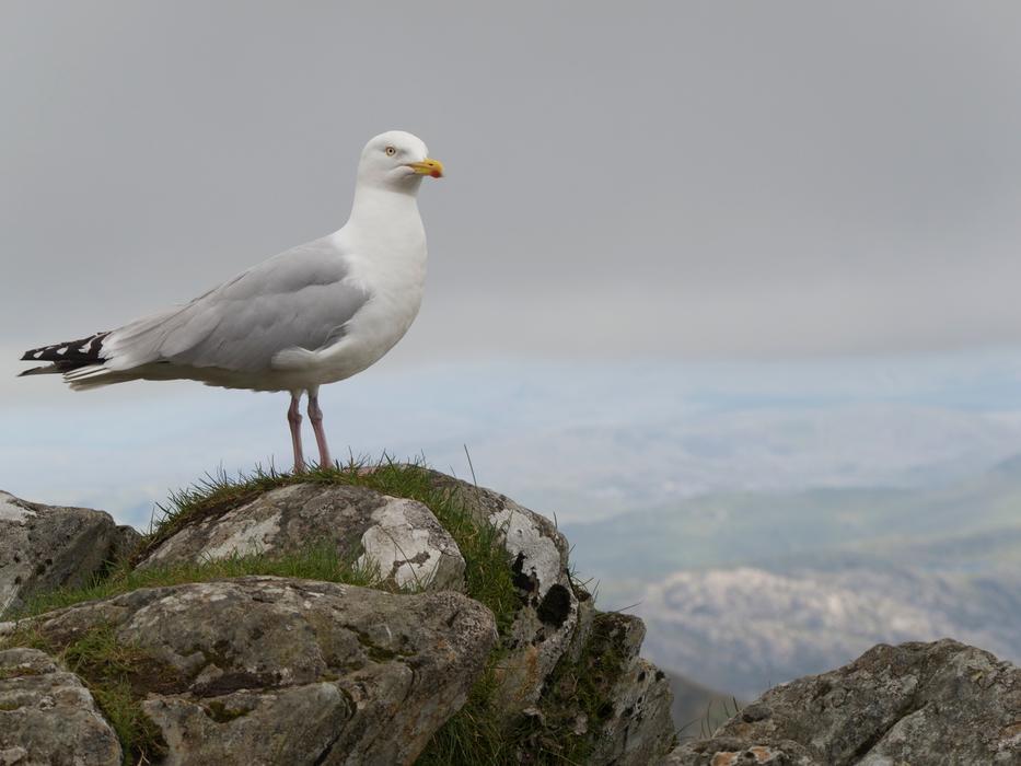 Seagull Wales Outdoors free image download