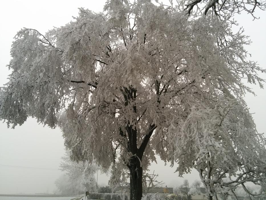 Tree Cold Winter free image download