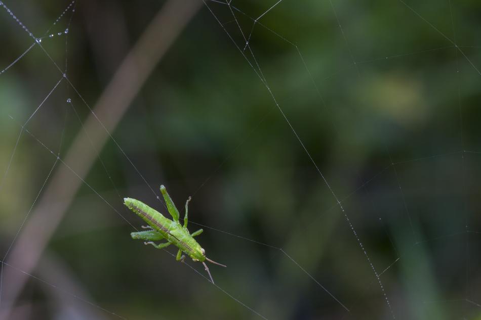 Green insect on a spider web in the forest free image download