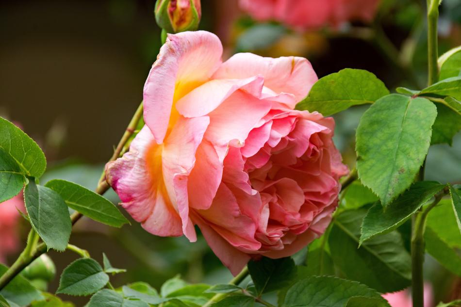 Rose Los Angeles Climbing free image download