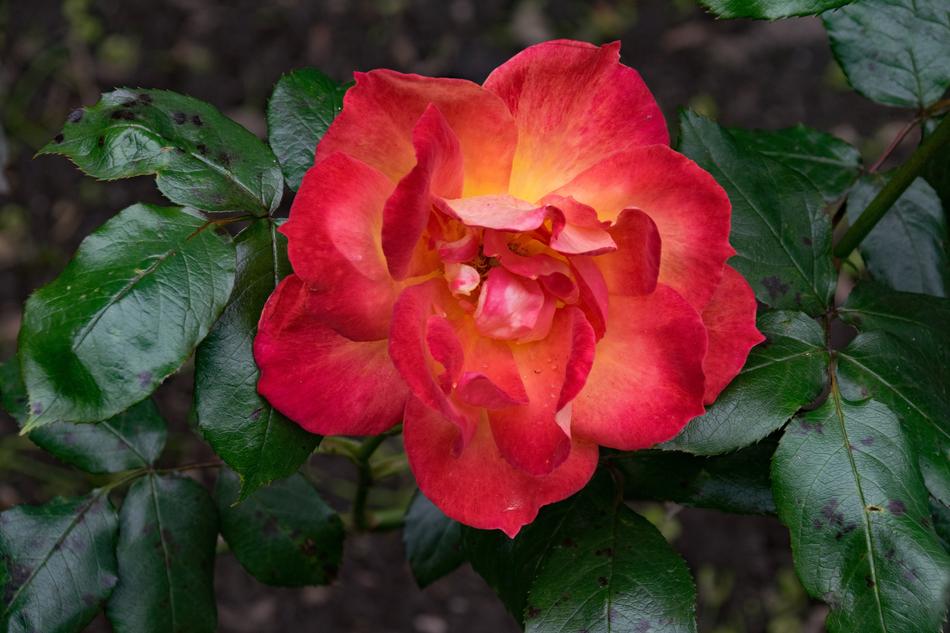 Red Rose Breeding Junction free image download