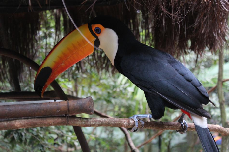 Tucano Fauna Brazil free image download