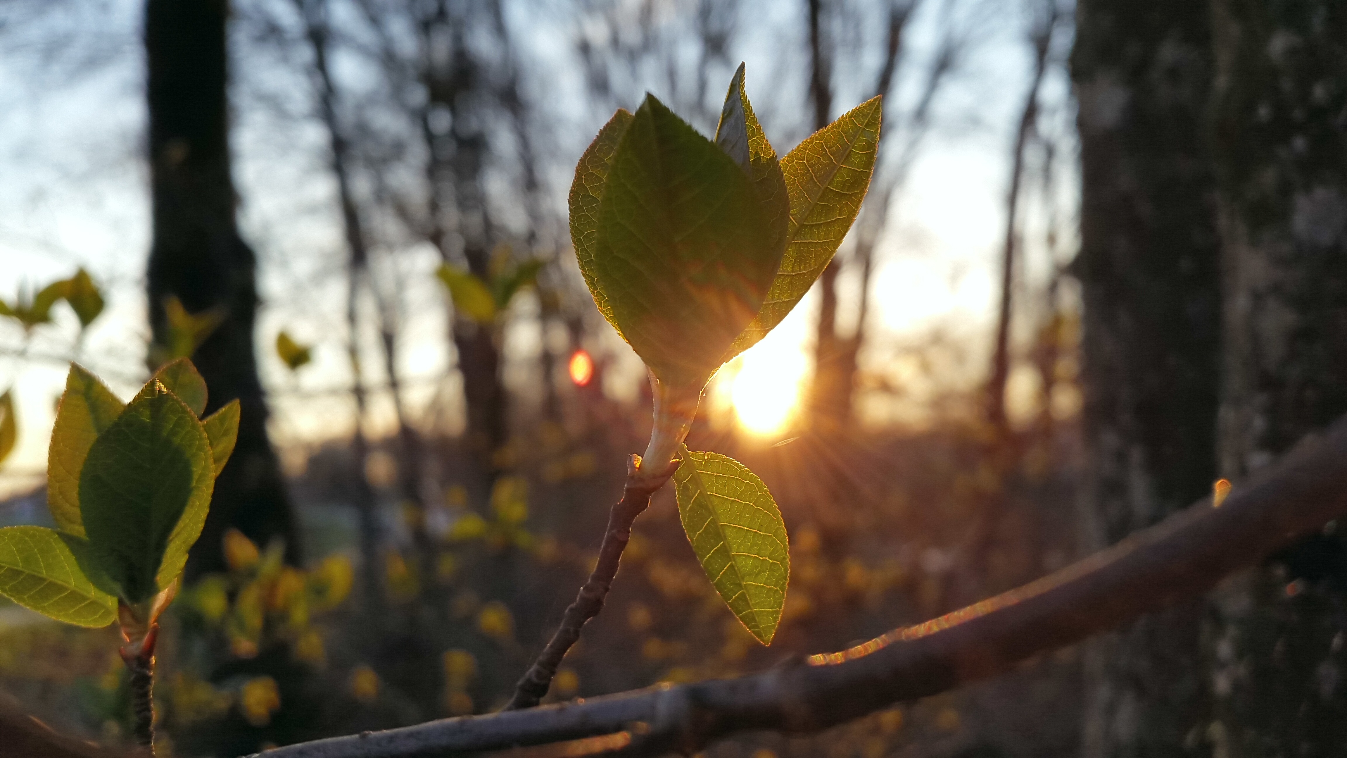 Spring Leaves Sun free image download
