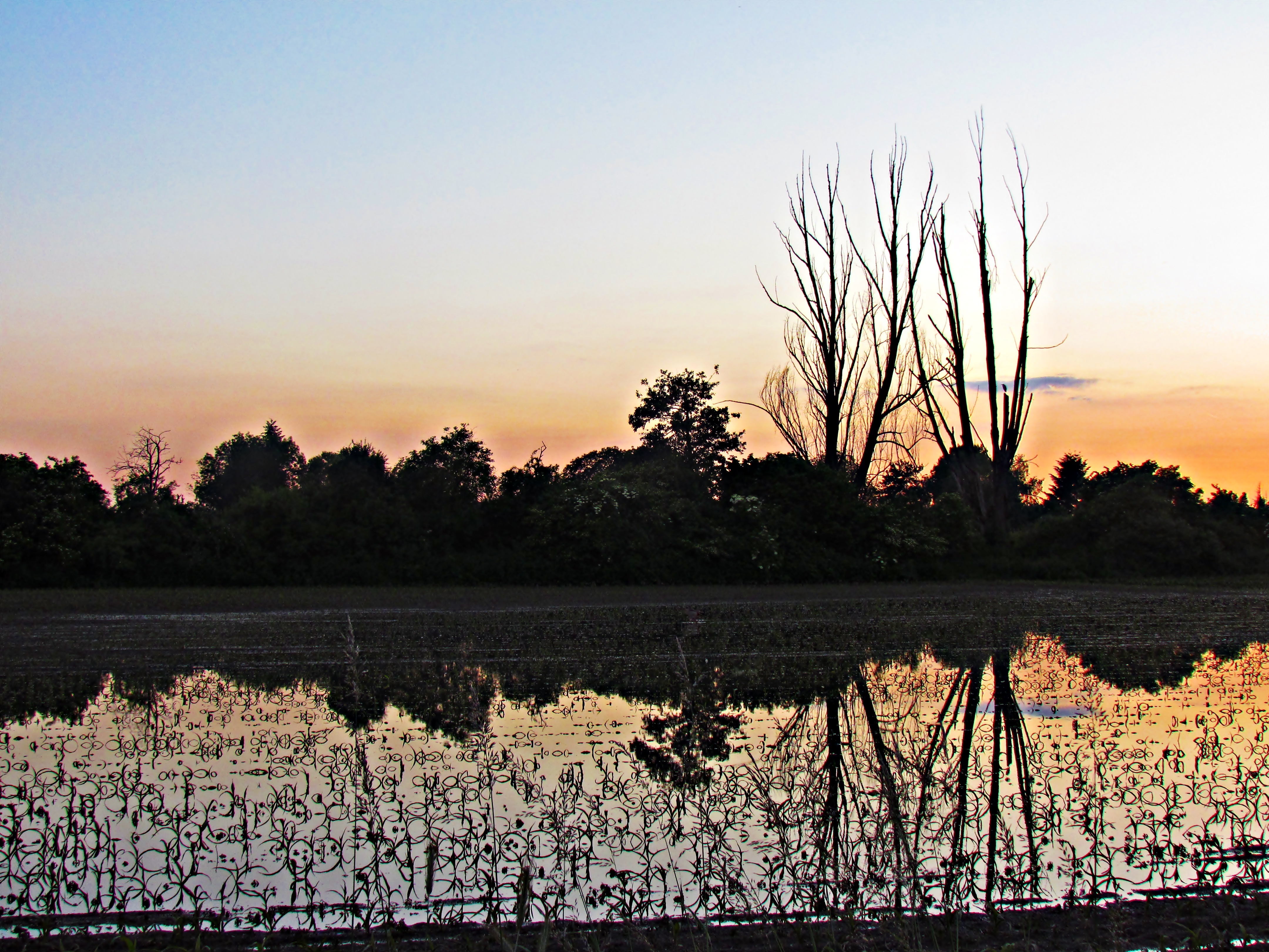 Silence on the lake with trees free image download