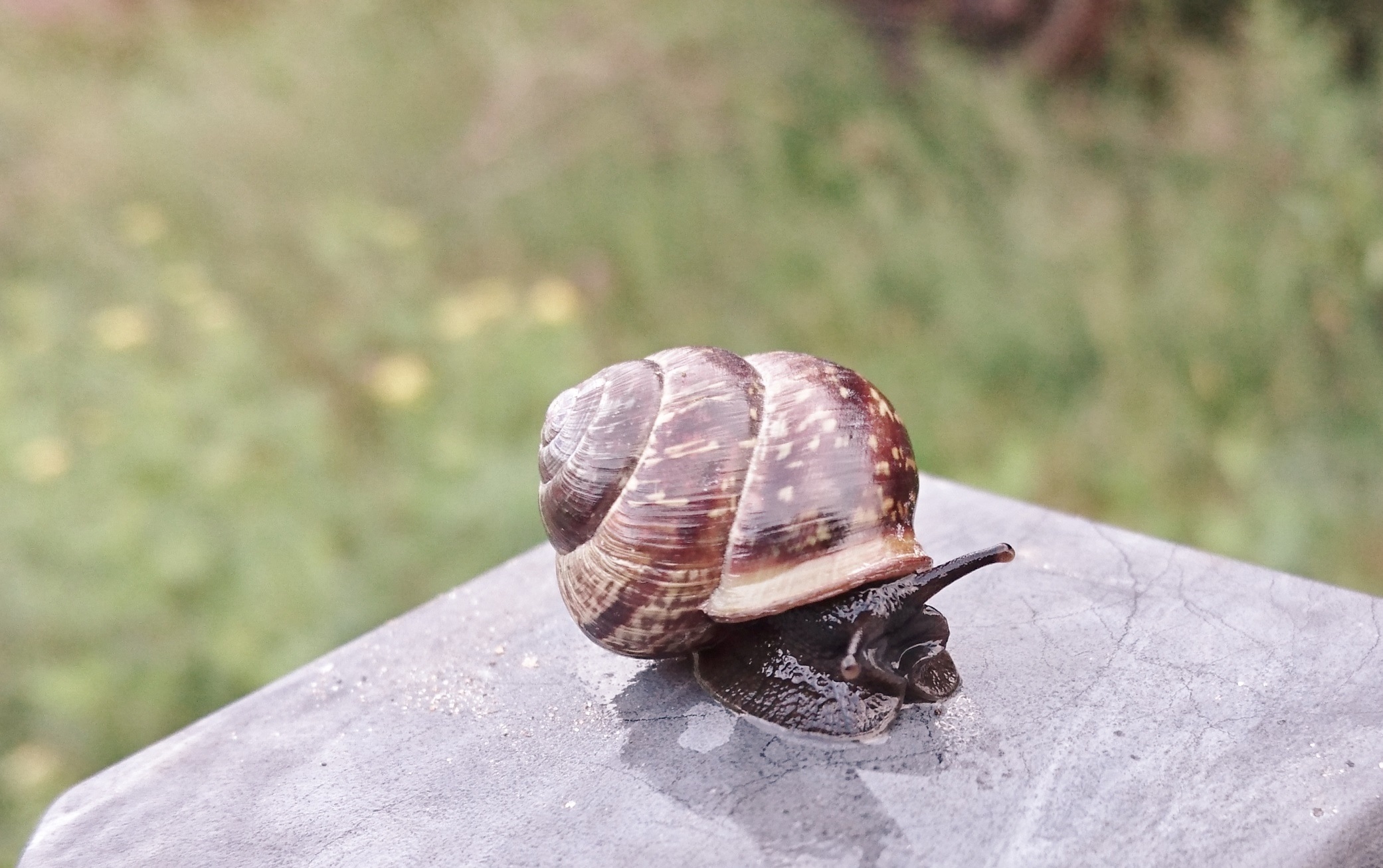 A cute snail with a big shell free image download