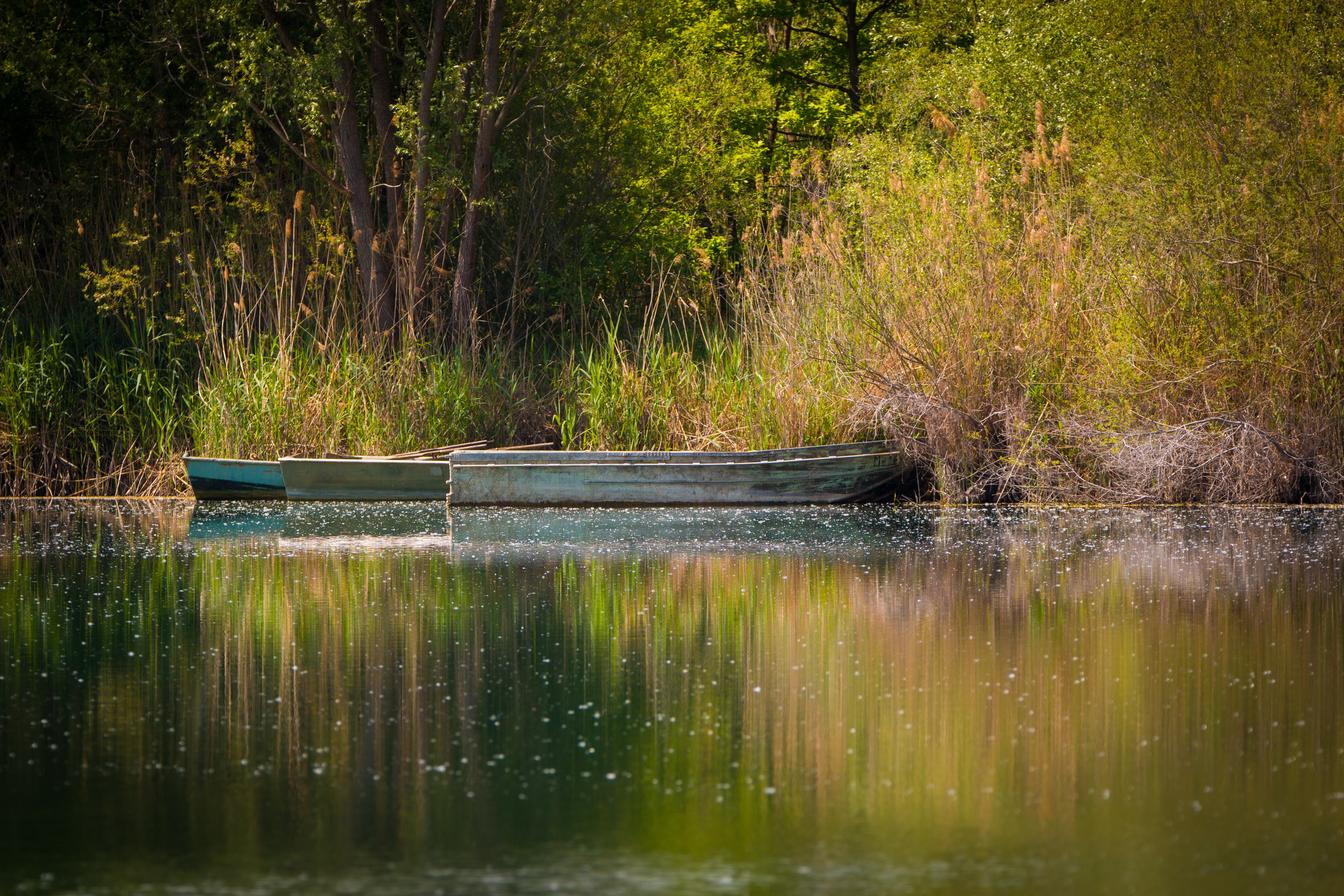 Boats Lake Nature free image download