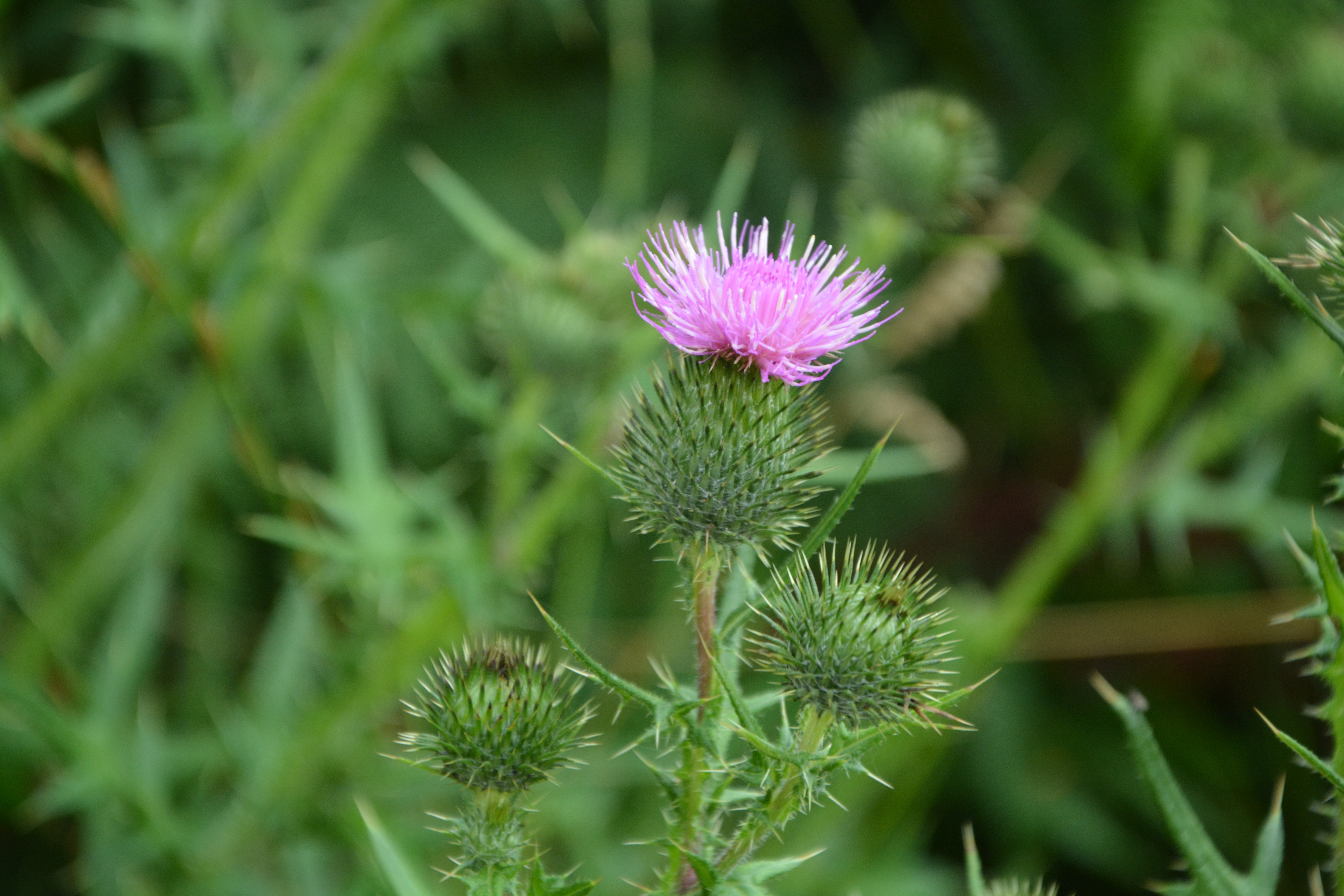 Pink Thistle Flower and green grass free image download