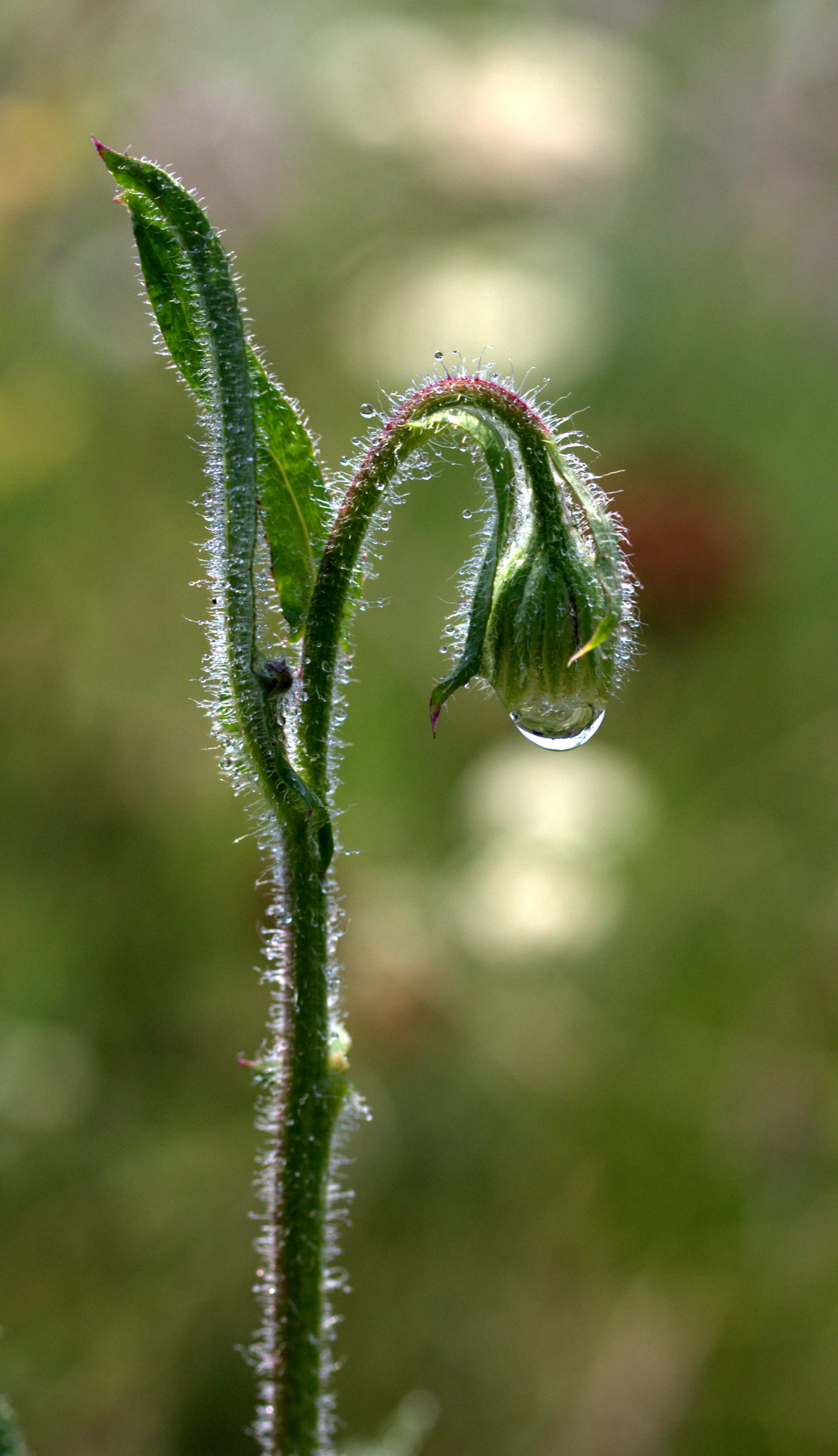 Bud Of Flower Green Drops free image download