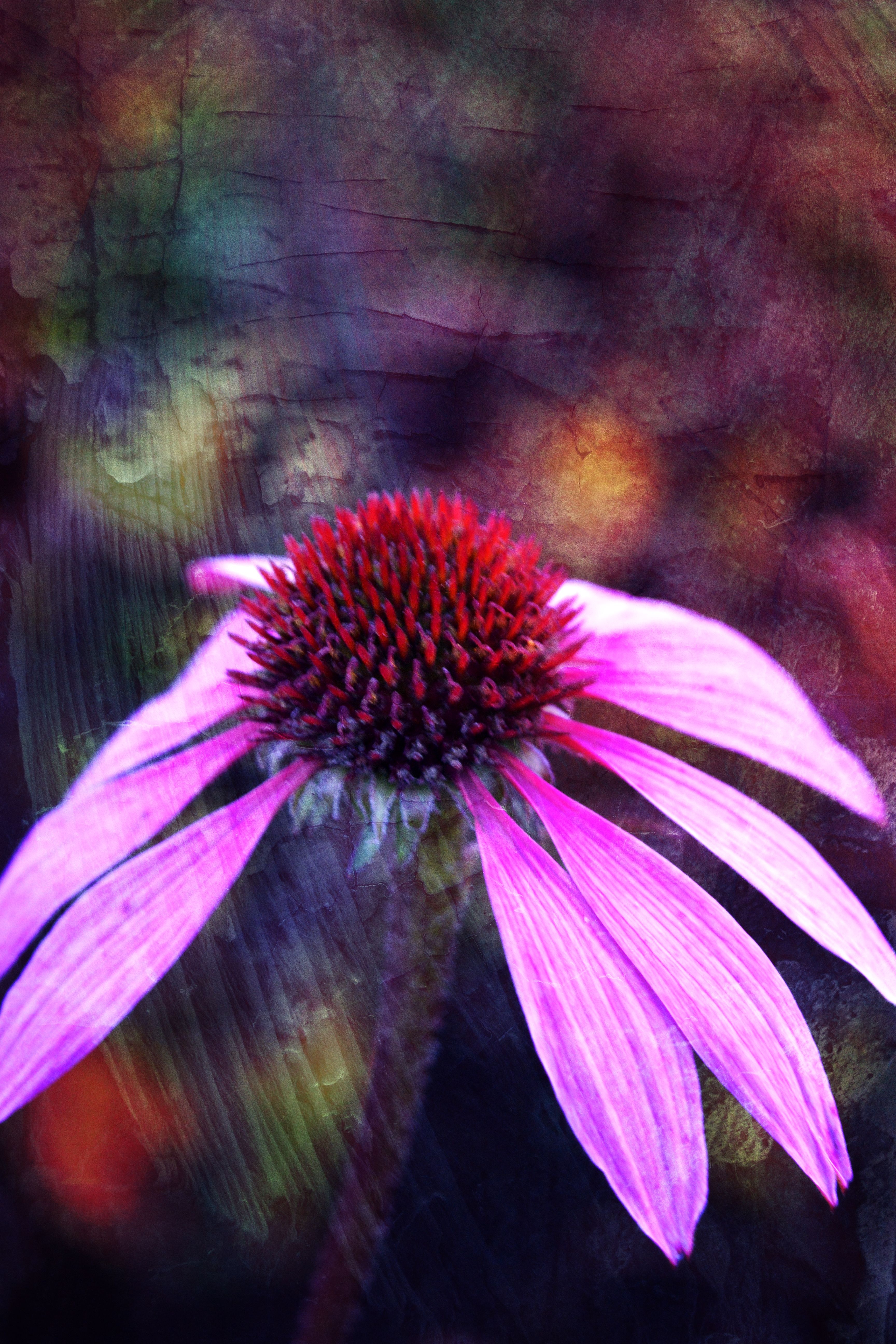 Flower purple purple flower nature free image download