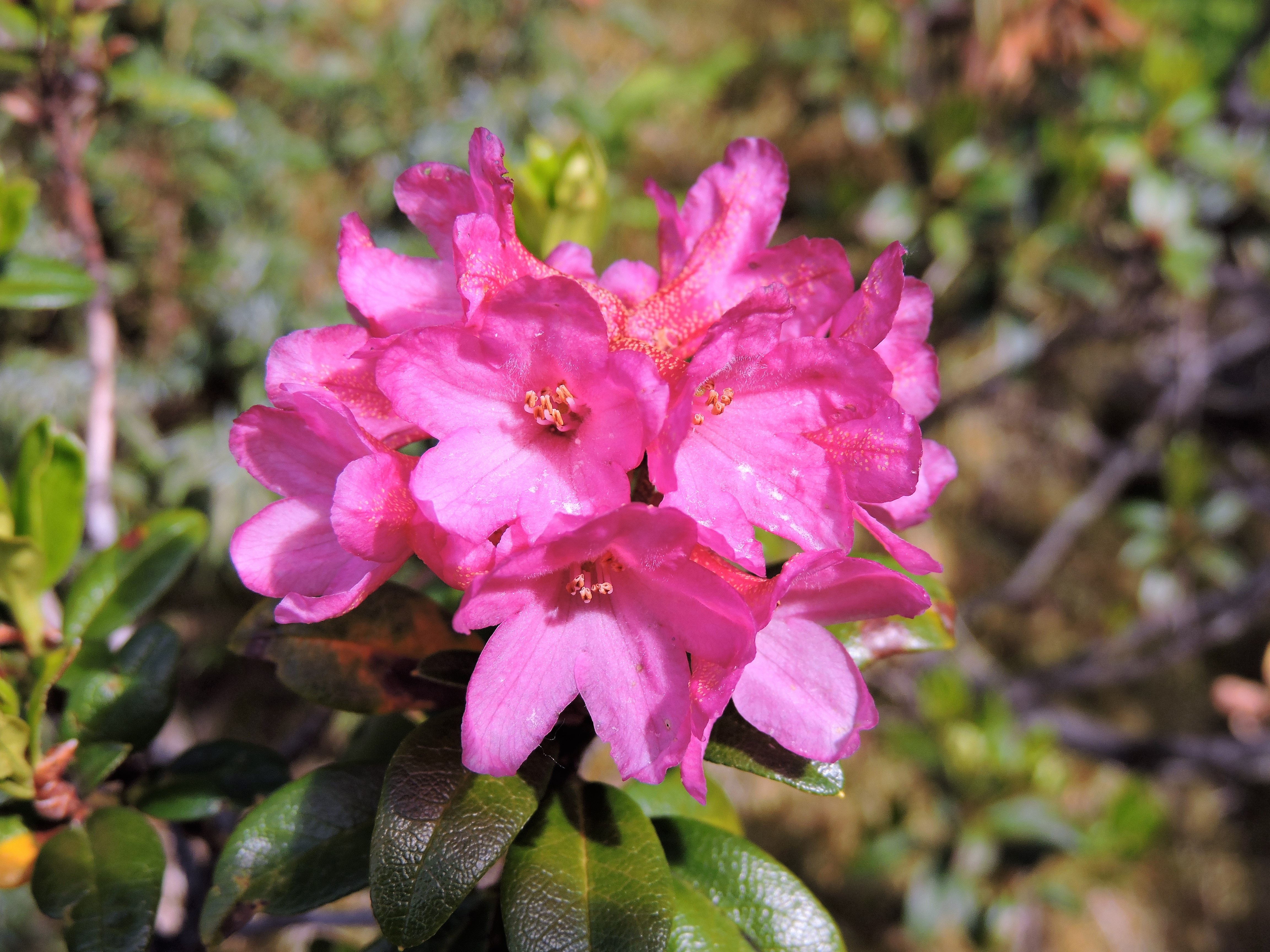 Almrosen The Sellrain Valley Pink free image download