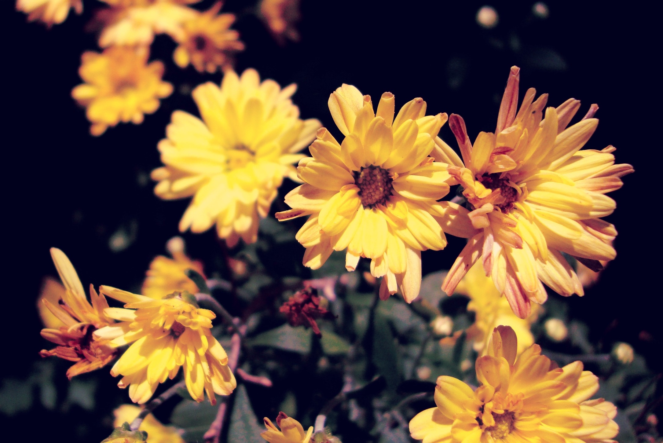 Yellow Flowers at Summer time free image download