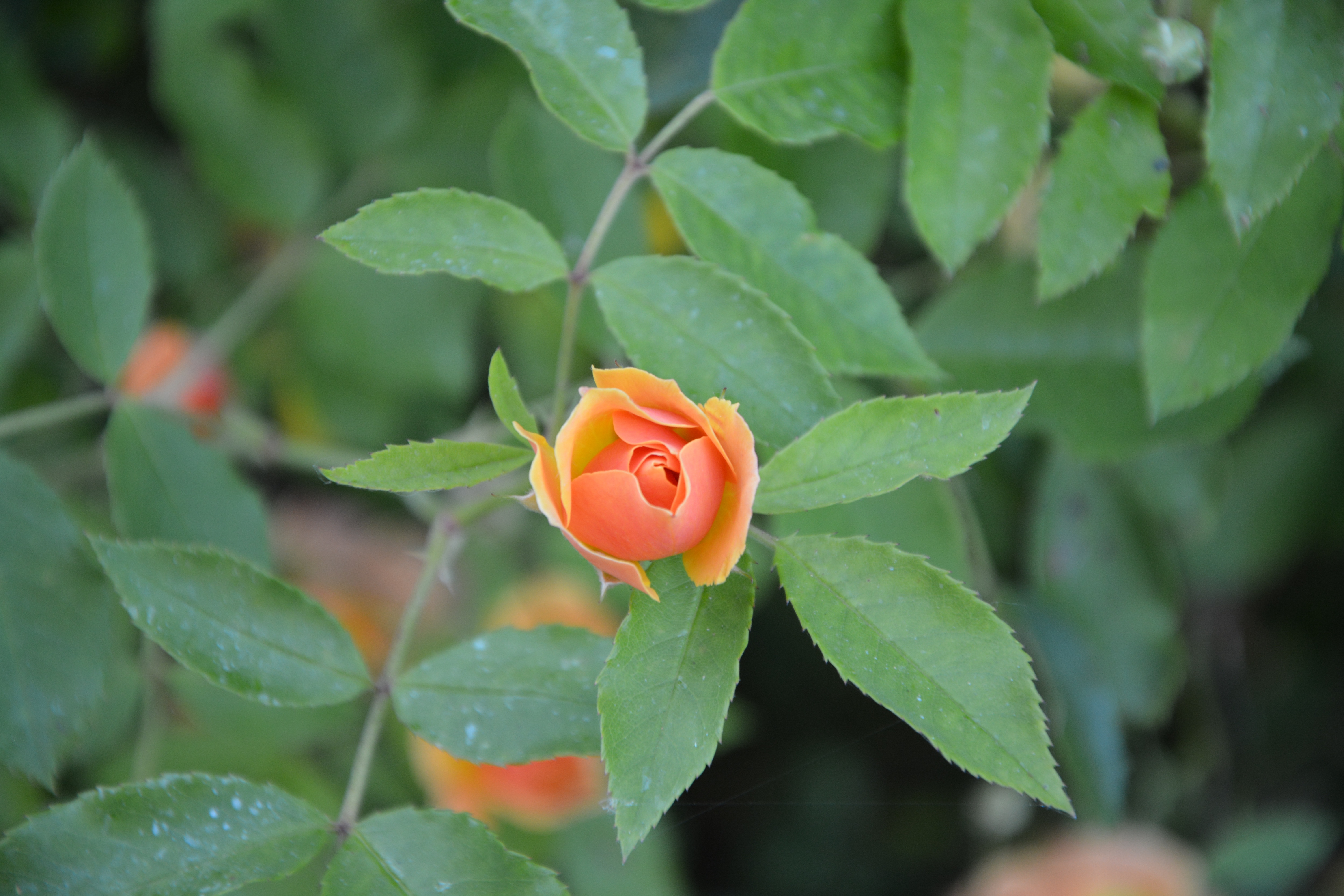 Pink Open Petals free image download