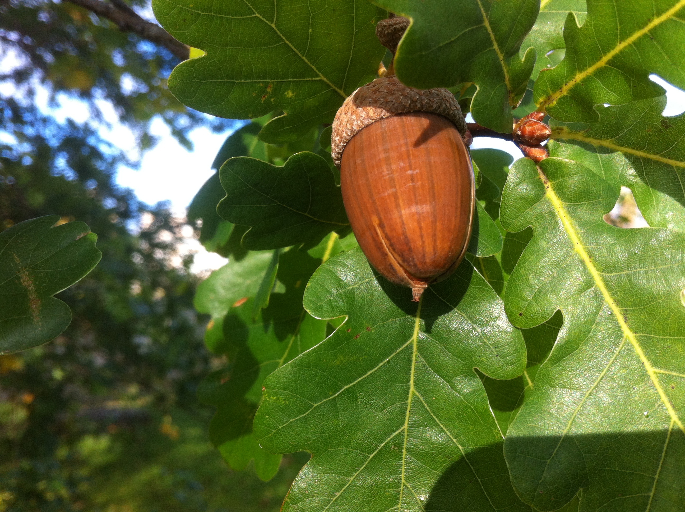 Acorn Oak Nature free image download