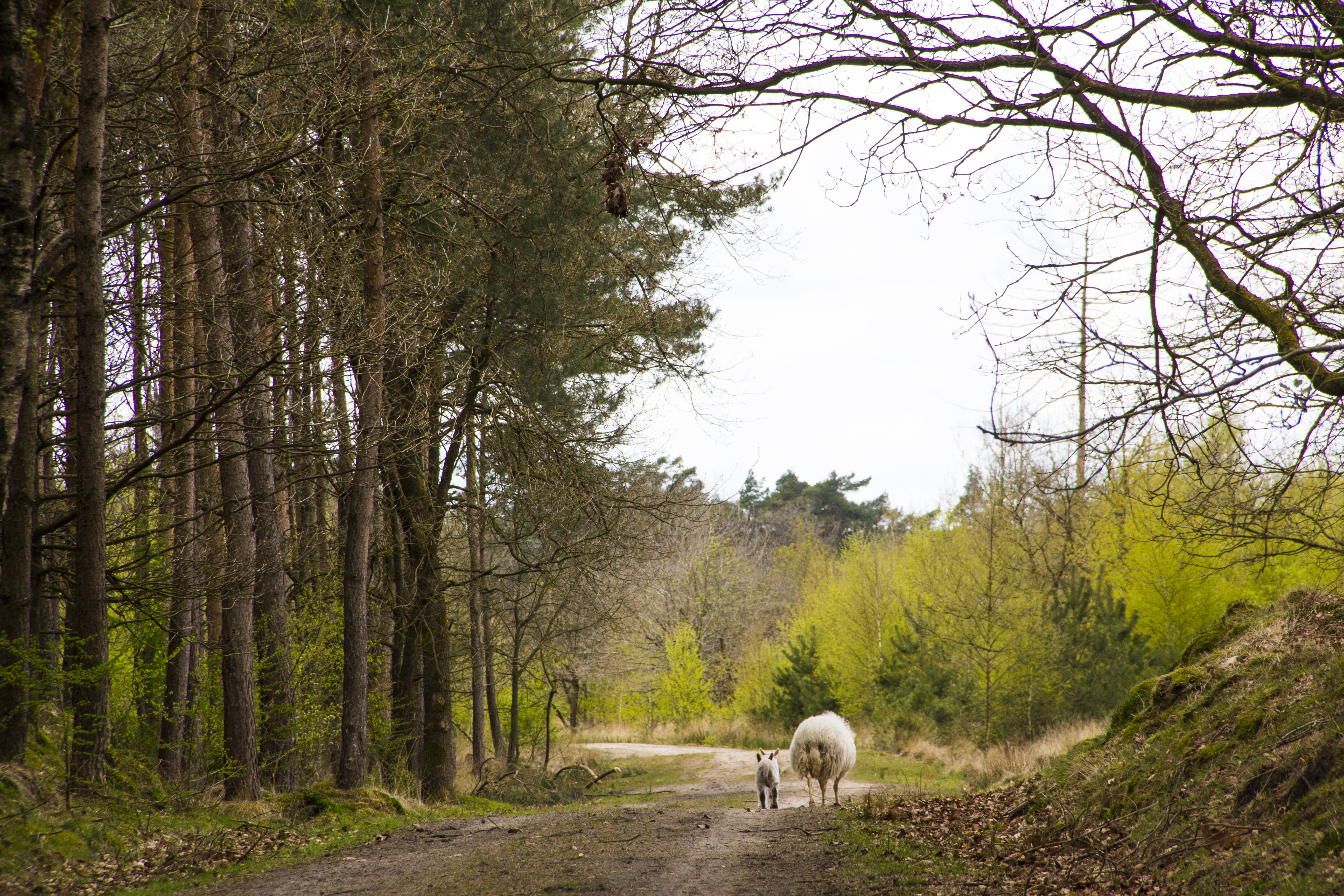 Forest Sheep Lamb free image download