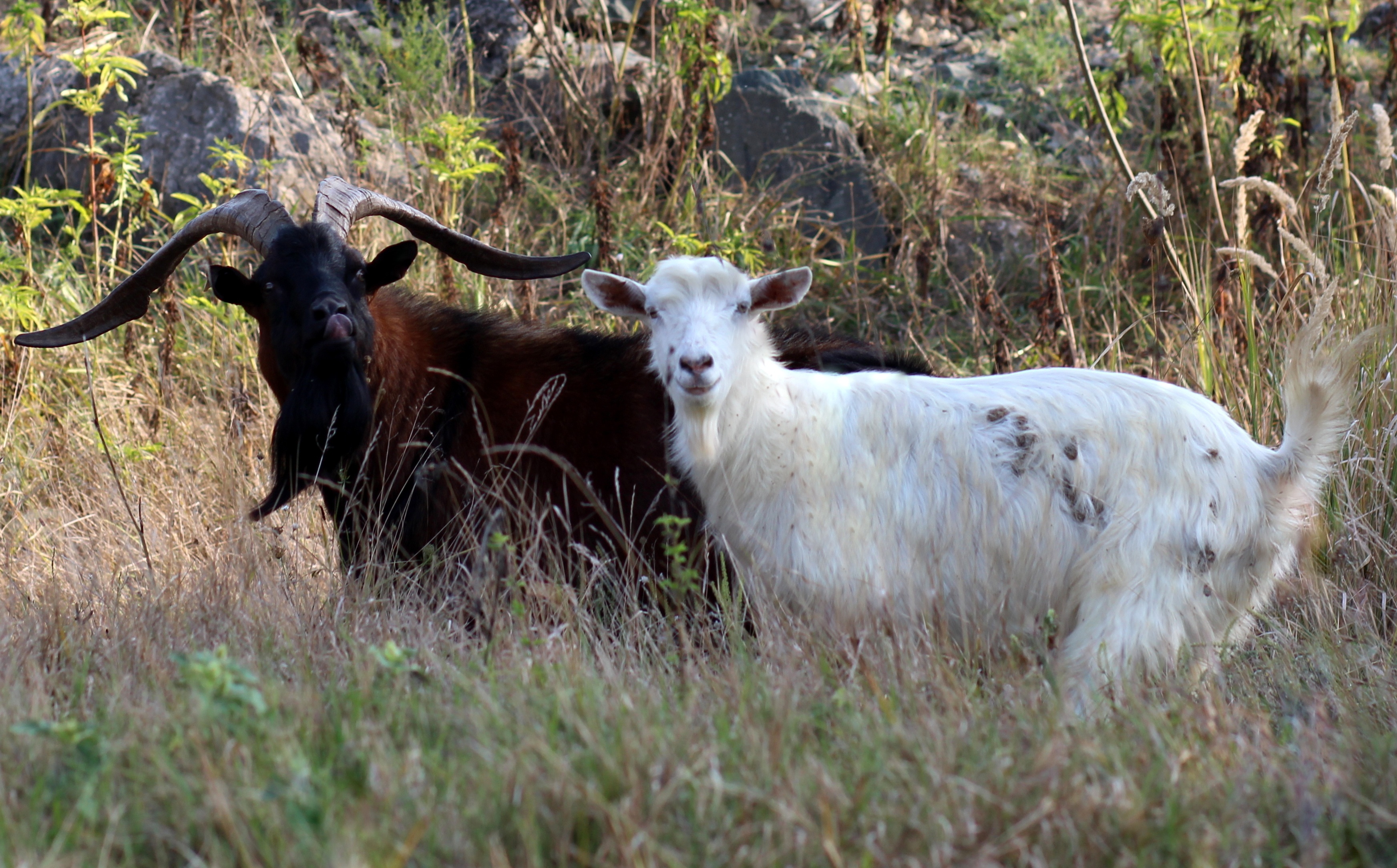 Pair of the colorful, cute and beautiful capra animals in plants free ...