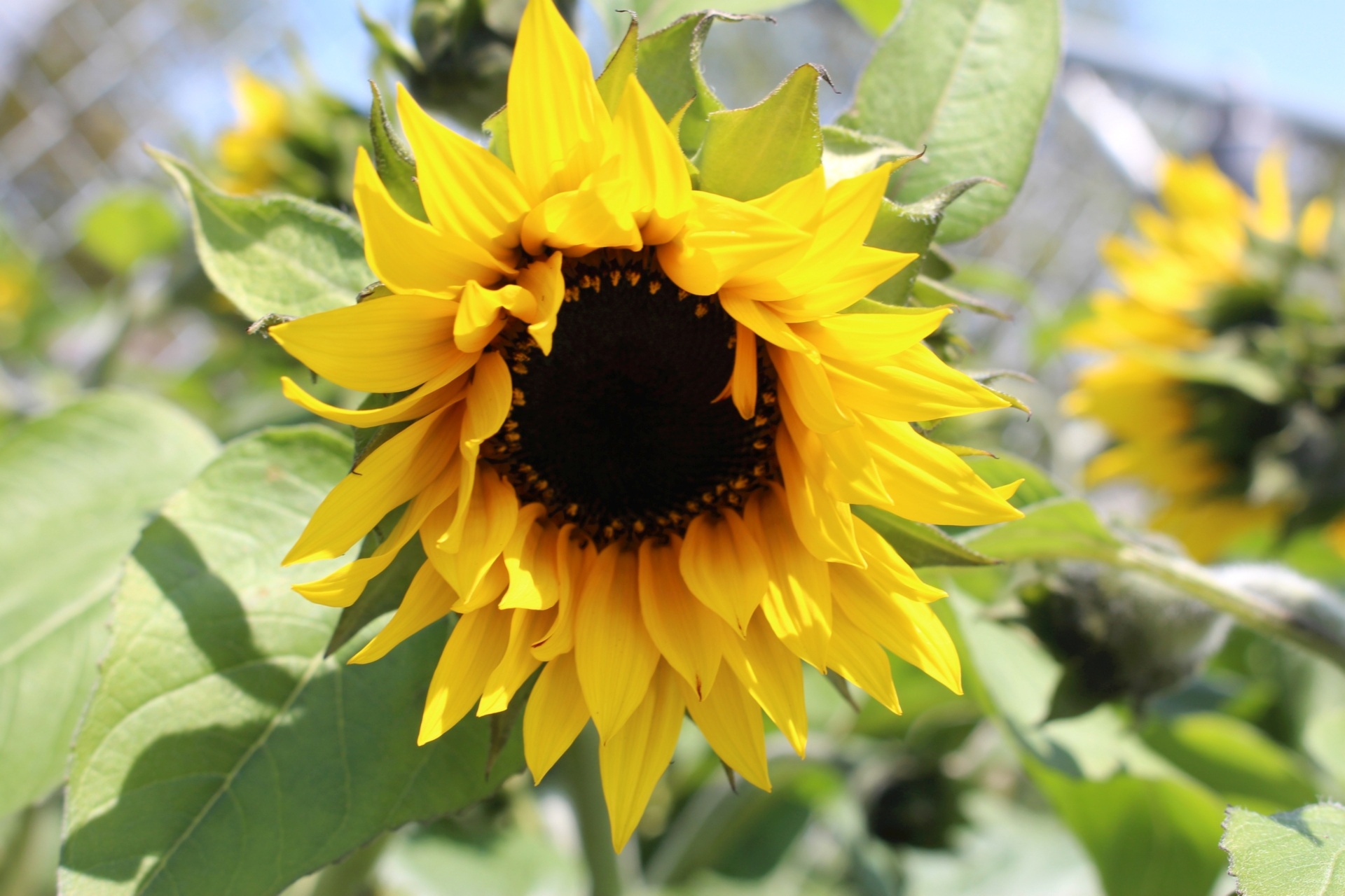 Flora Plants Flower free image download
