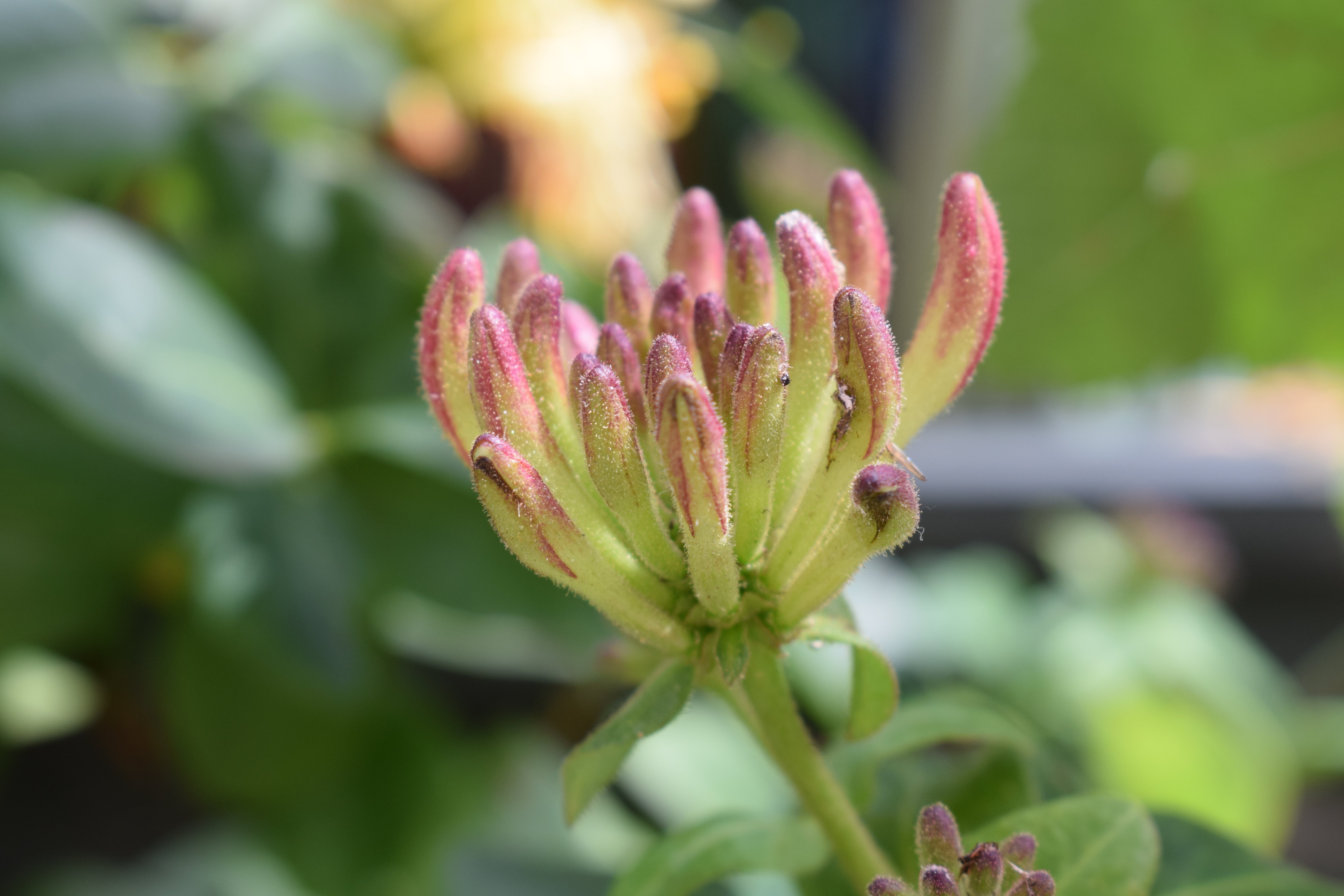 Caprifol Bud Climbing Plant free image download
