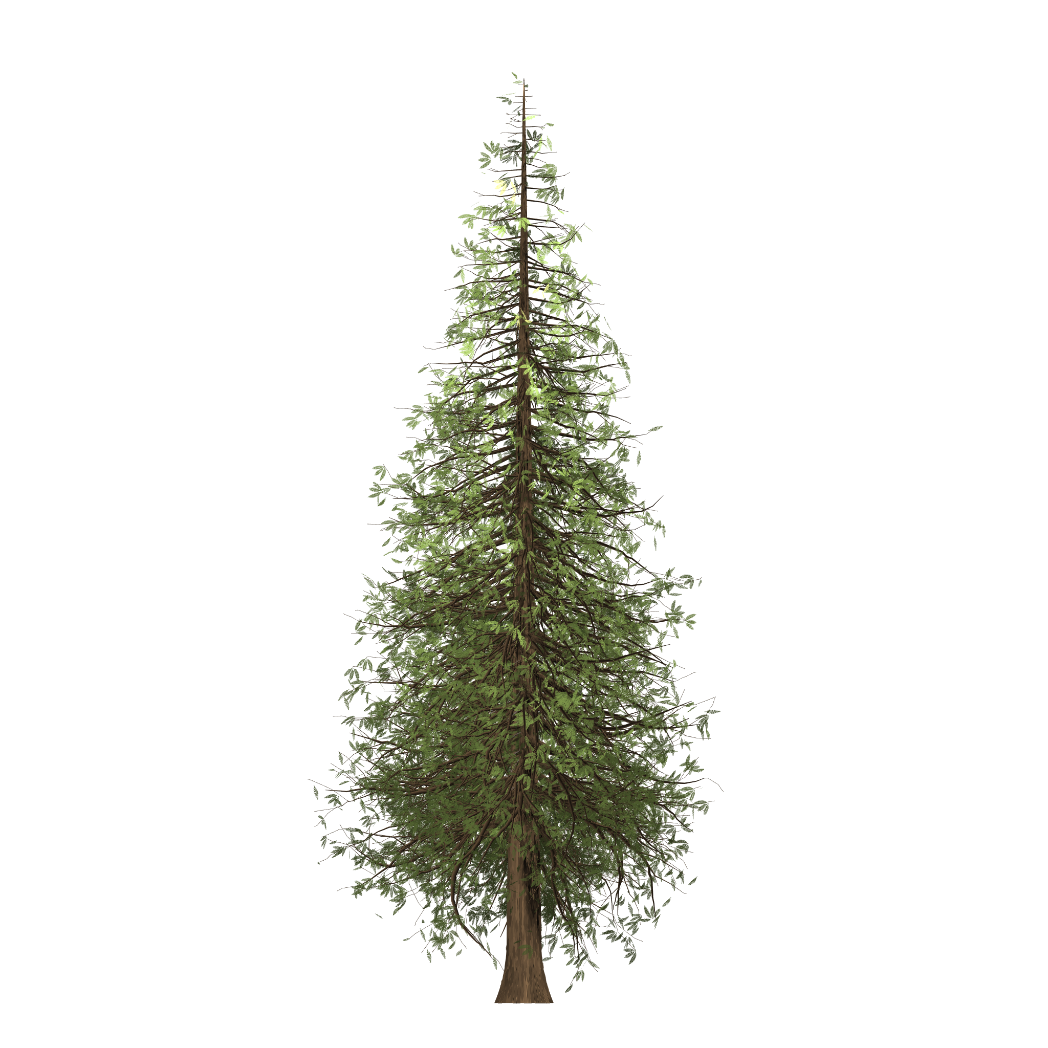 Redwood tree painted tree green free image download