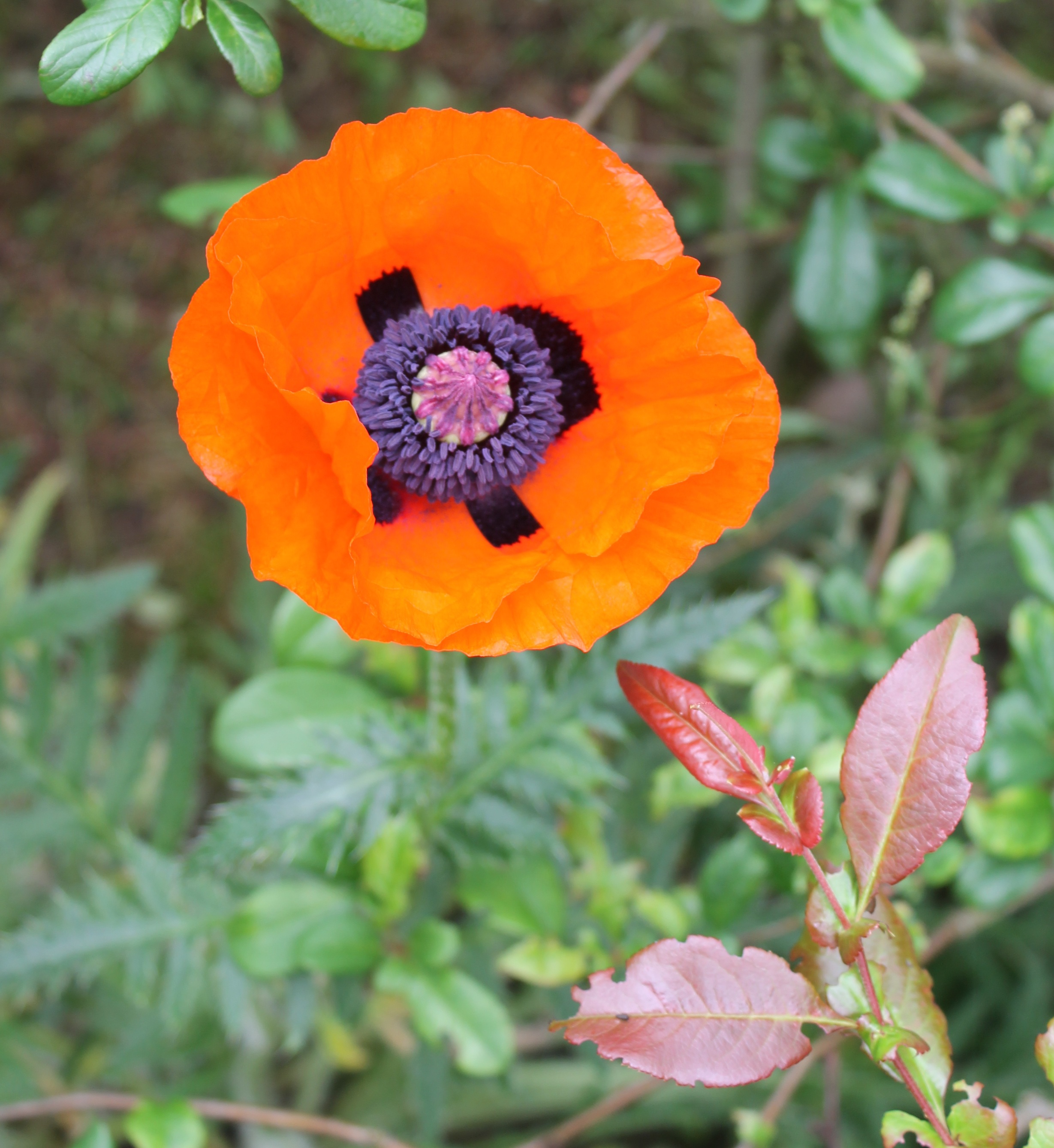 Poppy Garden Flower free image download