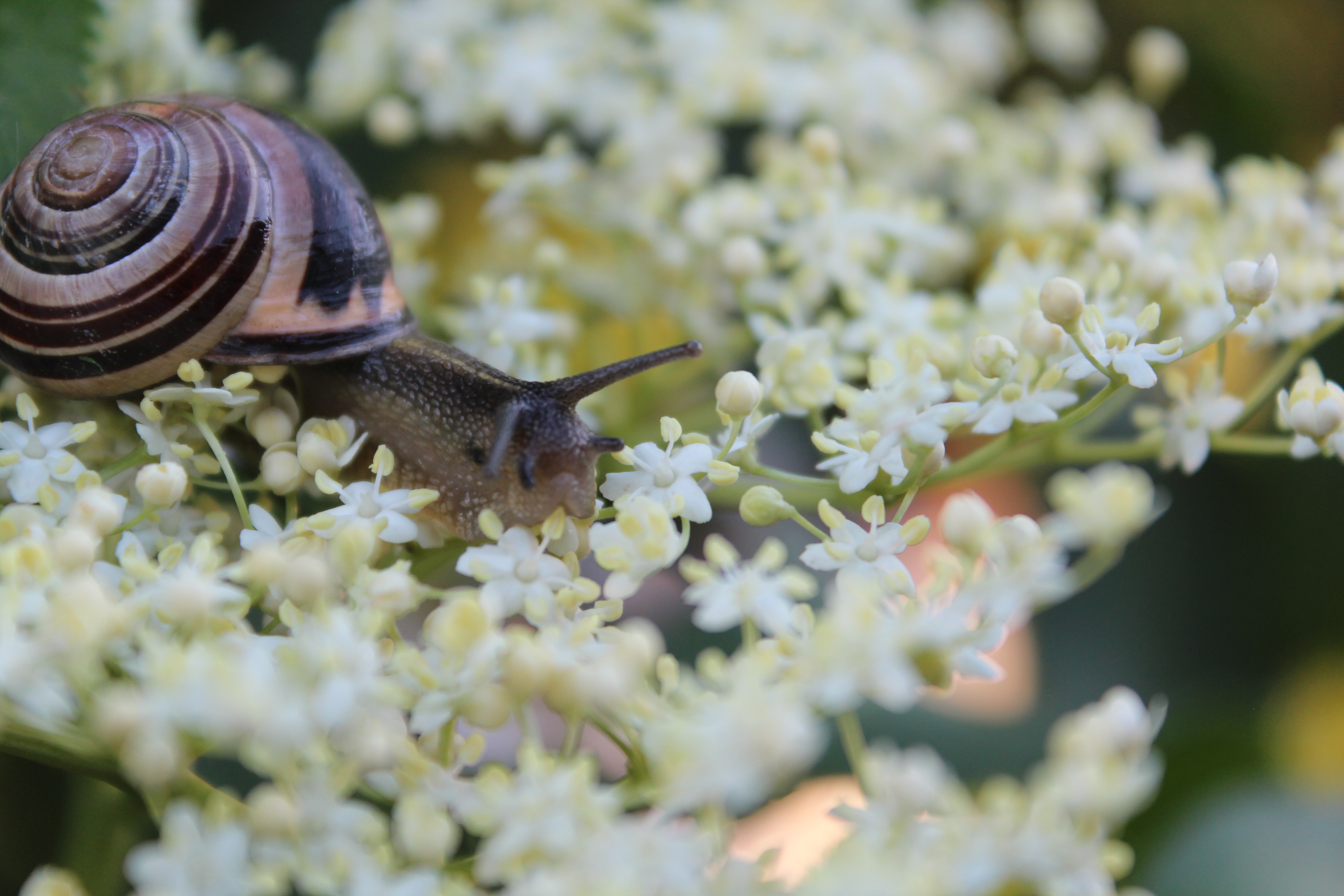 Snail Flowers Flowering free image download