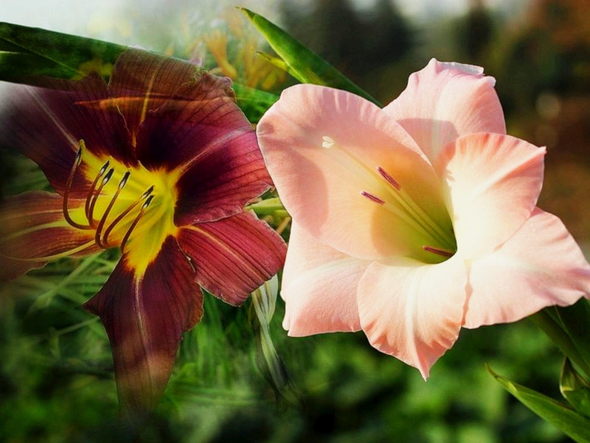 Flora Plants Flowers free image download