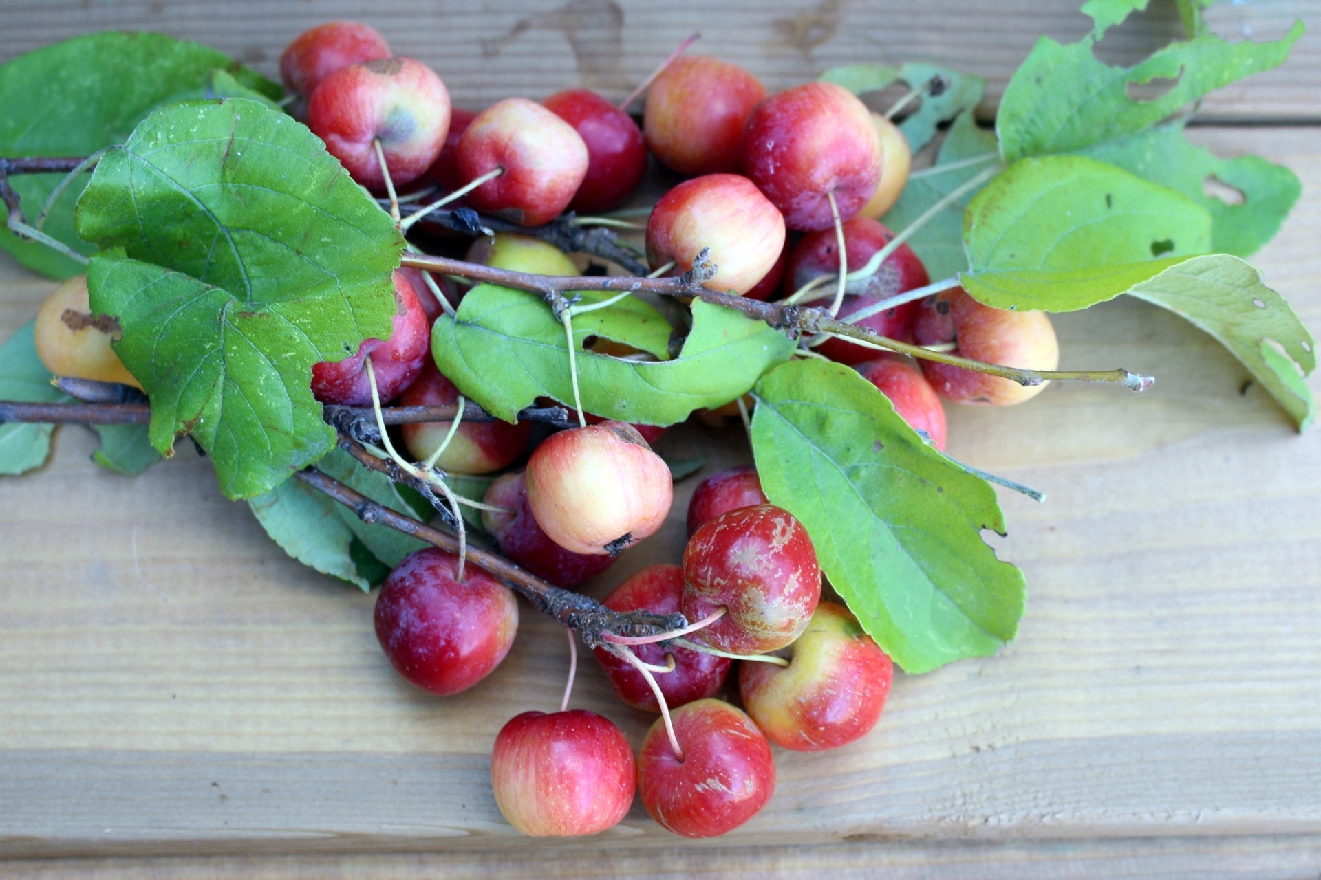 Flora Fruit Apples free image download