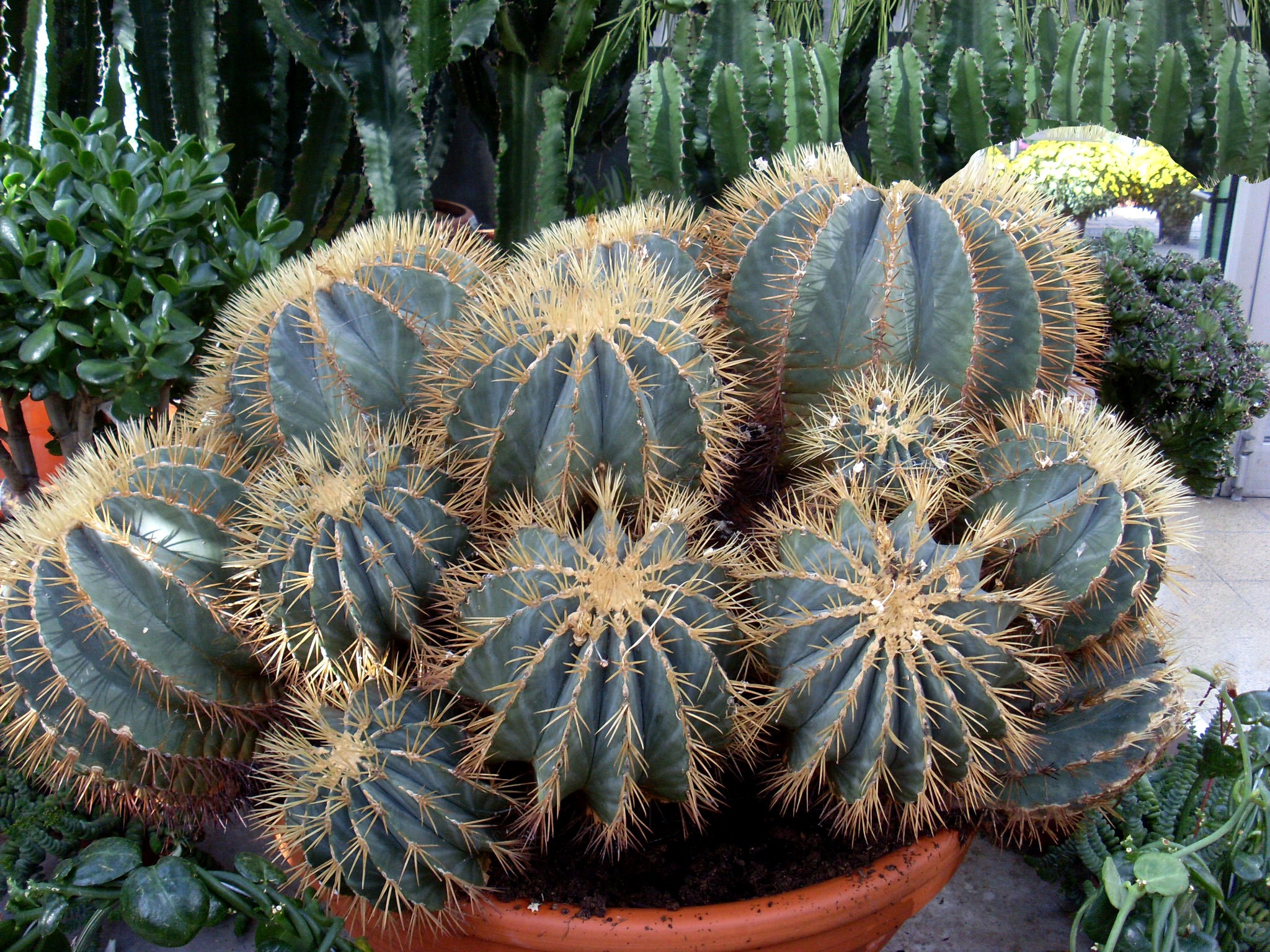 Cactus Spur Plants free image download