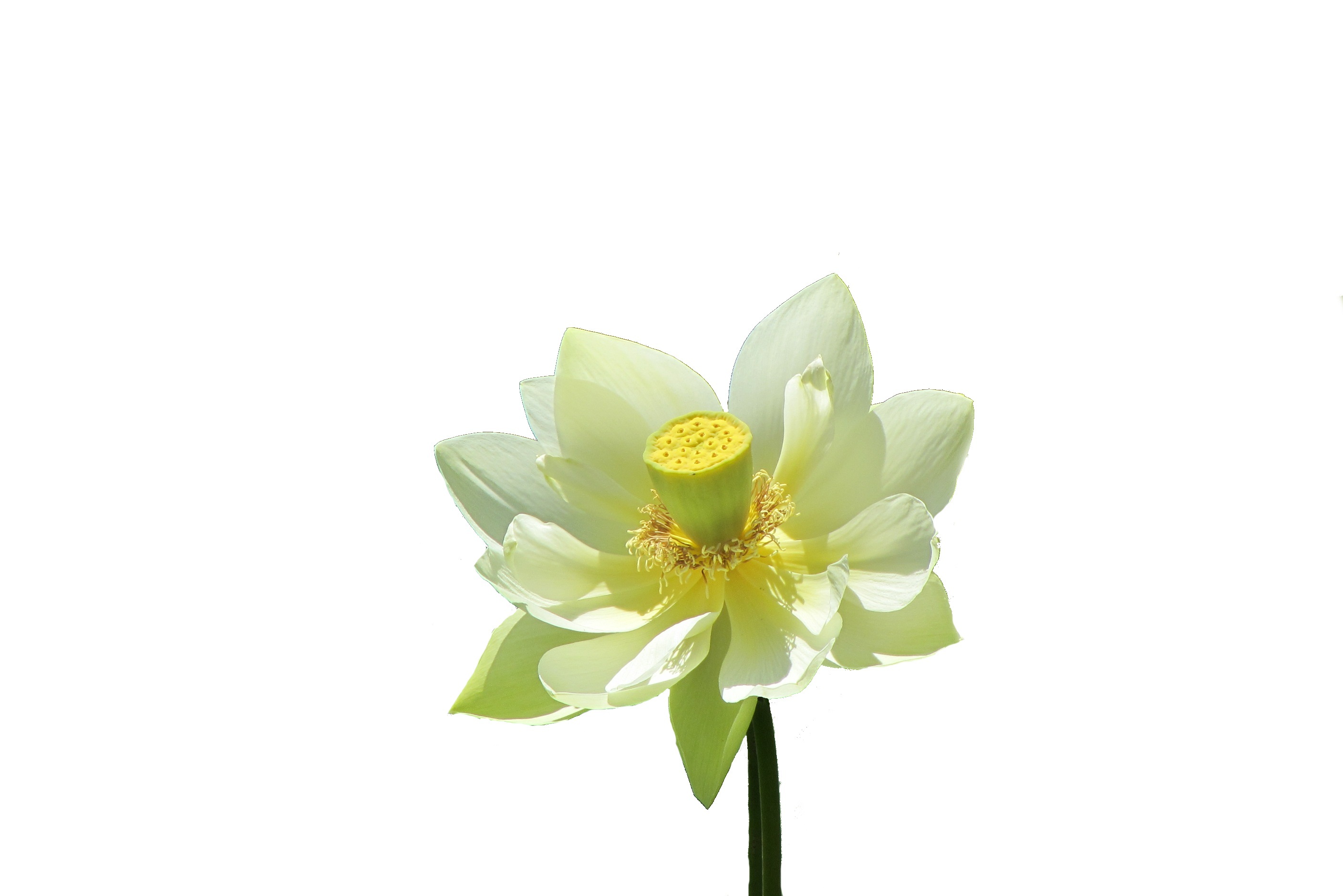 Flower Pestle Stamen free image download